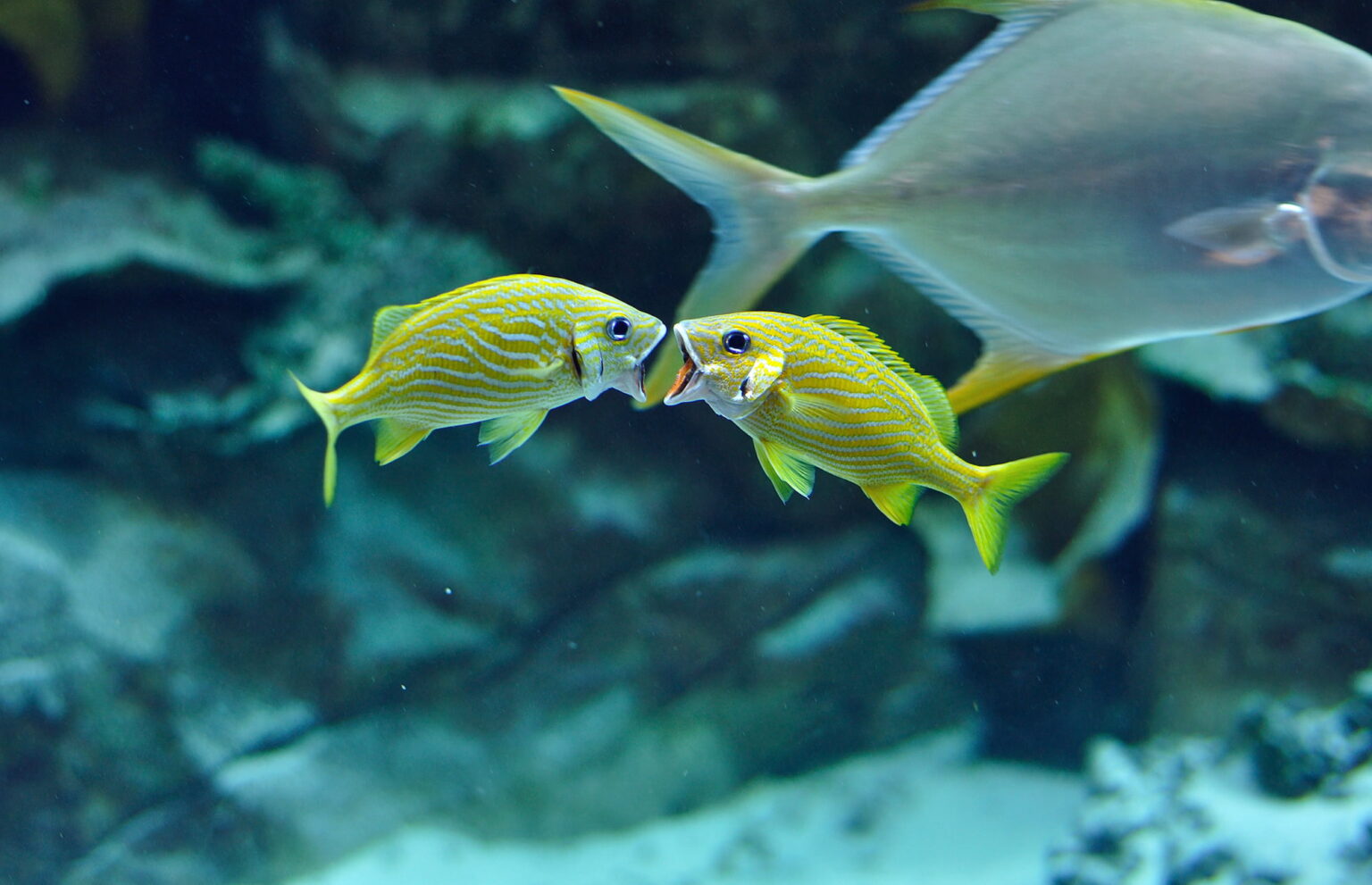 What Kind of Animal Is a Fish? - Fascinate Names